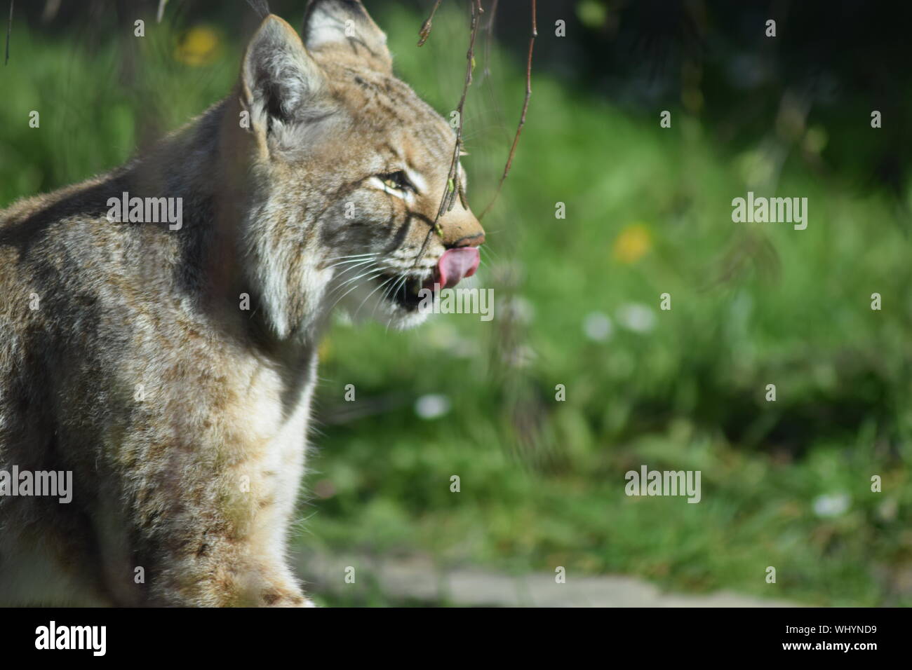 Lynx sticking out his hi-res stock photography and images - Alamy