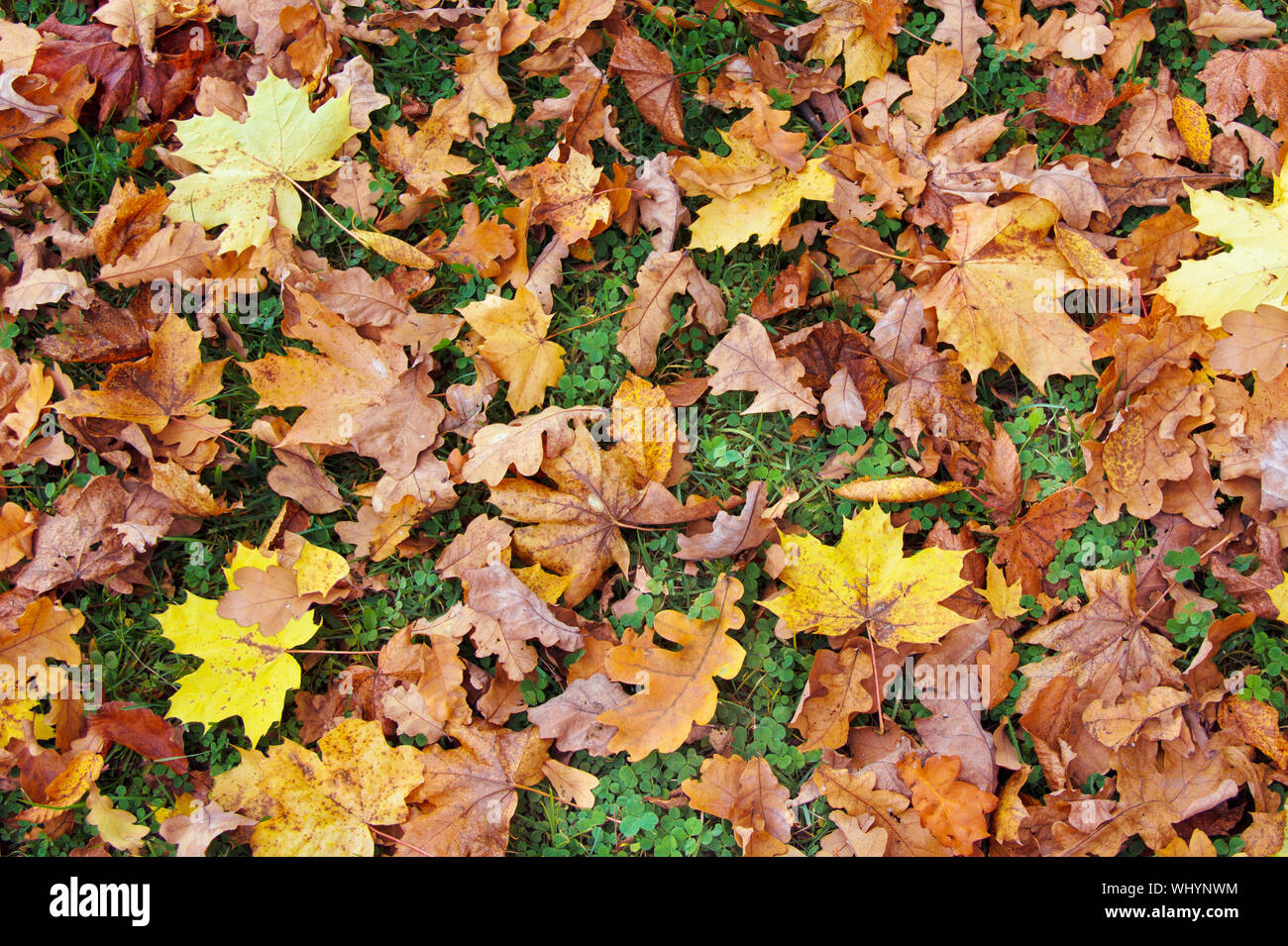 Seasonal background hi-res stock photography and images - Alamy