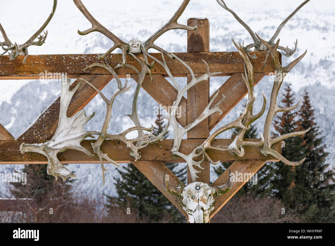 Alaska caribou winter hi-res stock photography and images - Alamy
