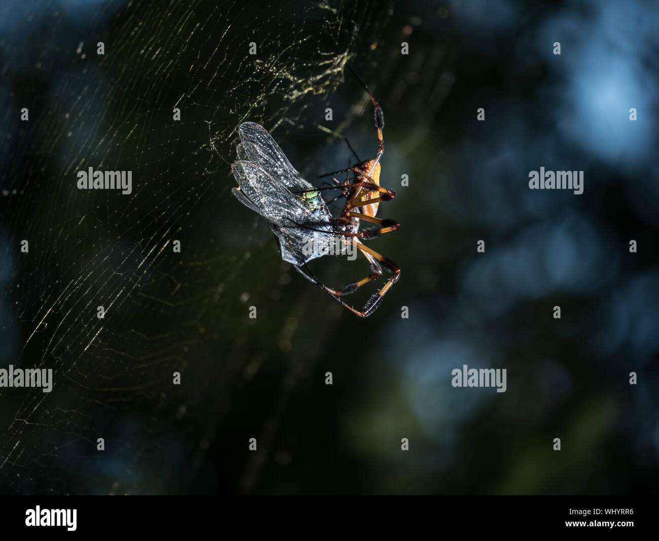Mating spider hi-res stock photography and images - Alamy