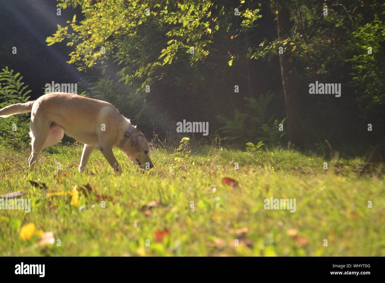 Beautiful labrador retriever hi-res stock photography and images - Alamy