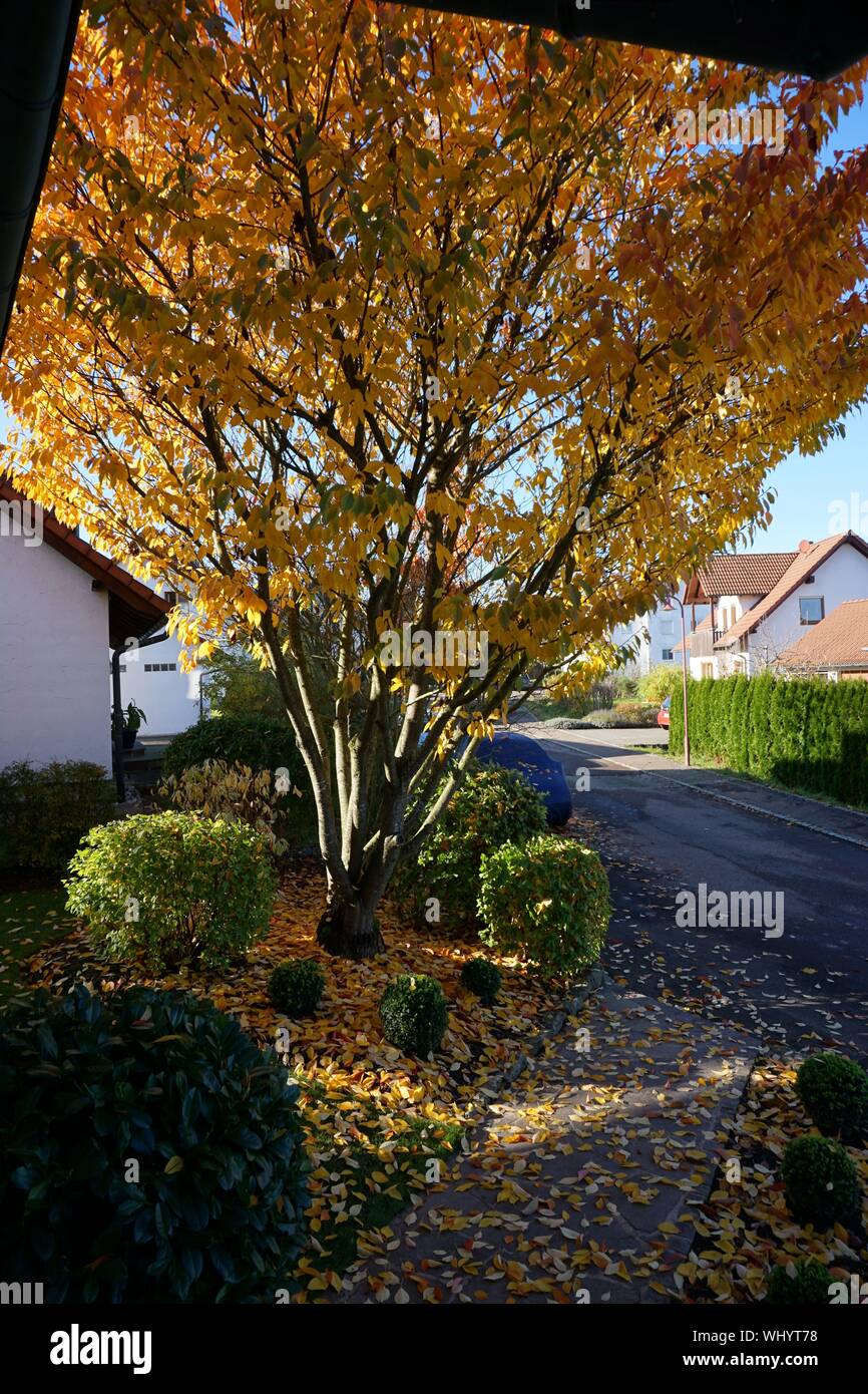 Tree In Front Yard Stock Photo - Alamy