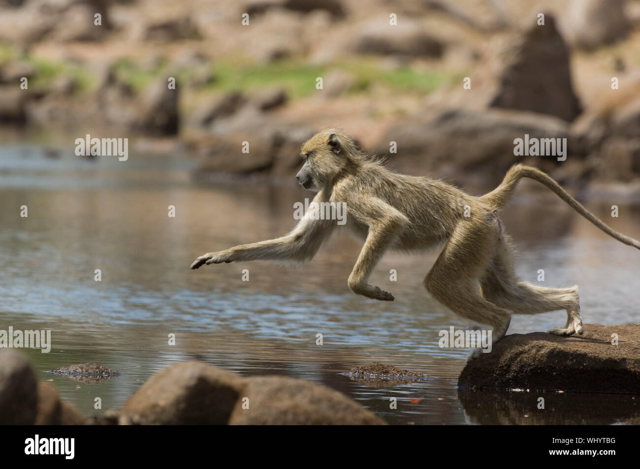 Baboon Leaping Over Rocks in River Stock Photo - Alamy