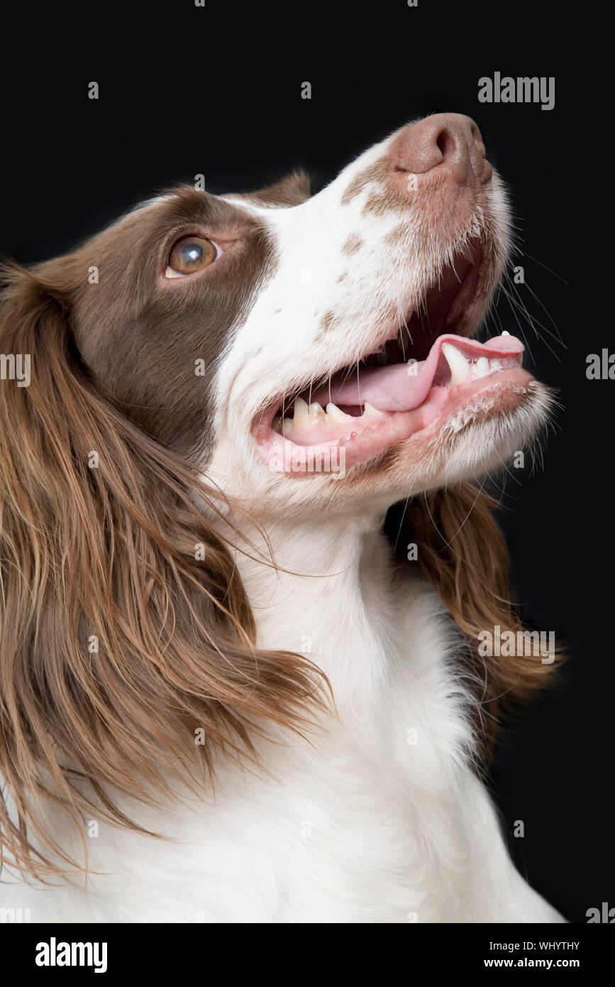 Closeup of English Springer Spaniel looking up against black background ...