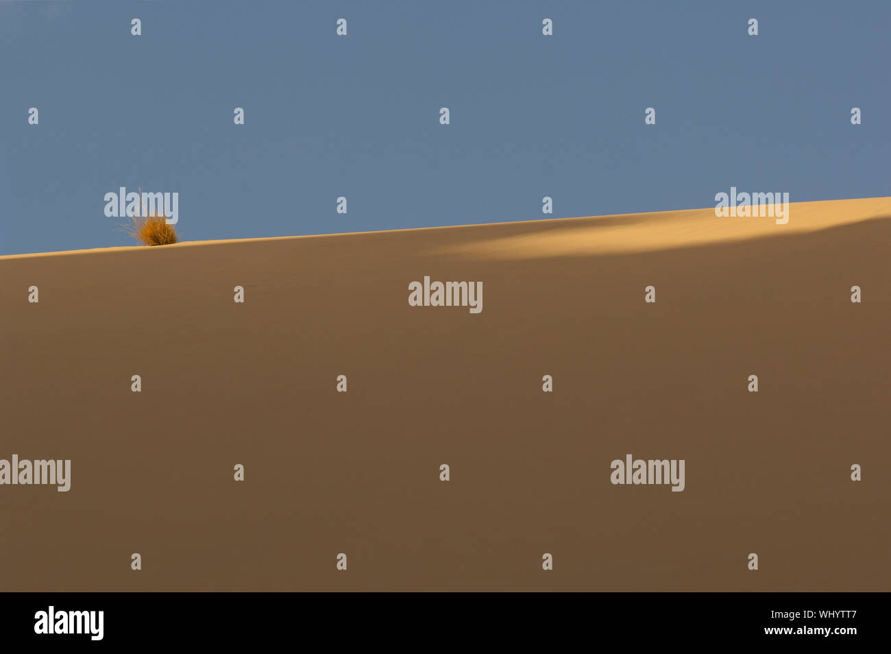 Dry Bush in Desert Stock Photo - Alamy