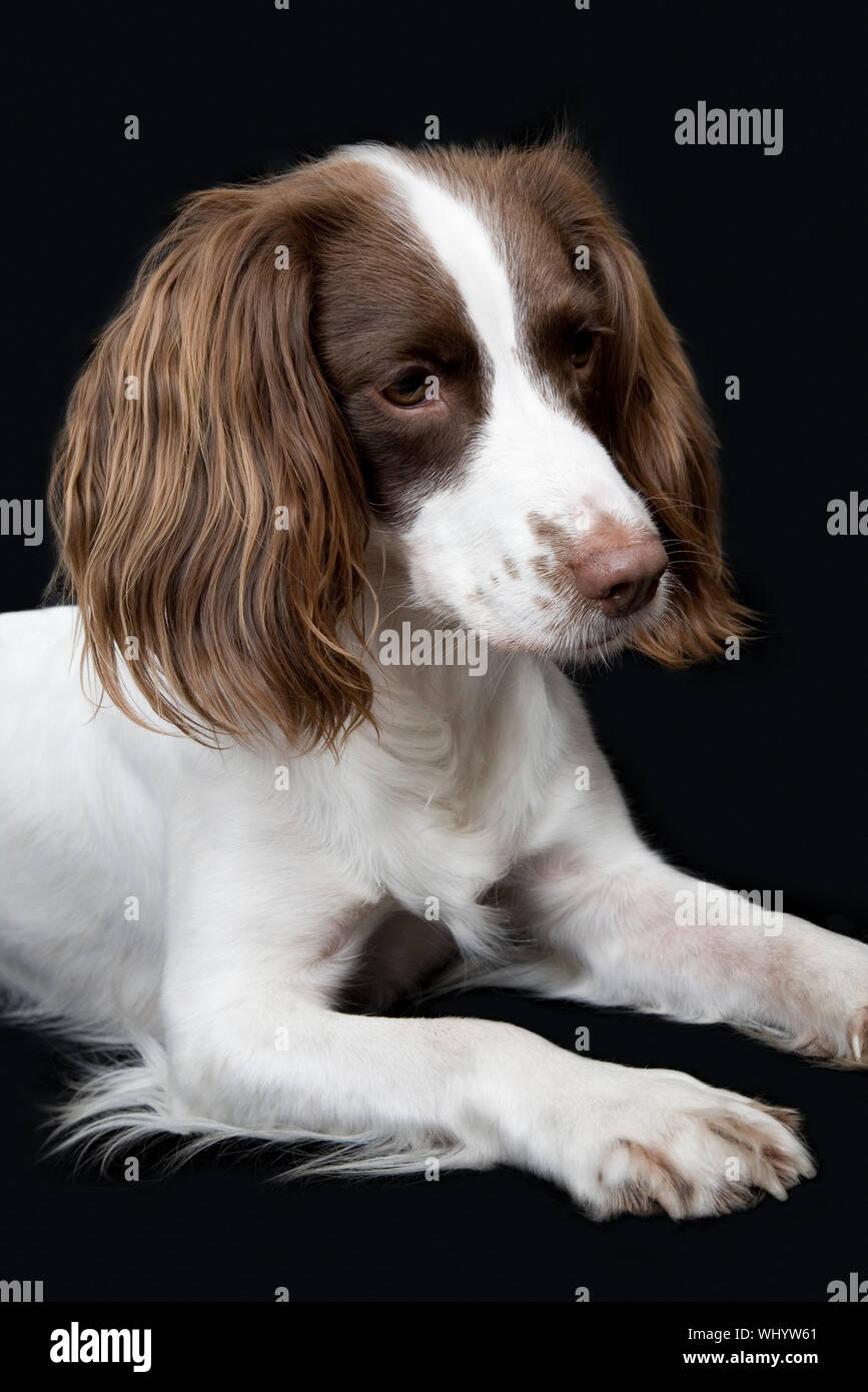 Side view of English Springer Spaniel against black background Stock ...