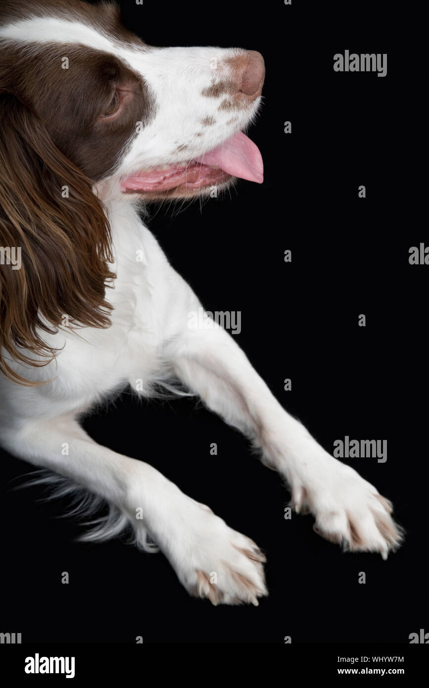 Closeup side view of English Springer Spaniel against black background ...