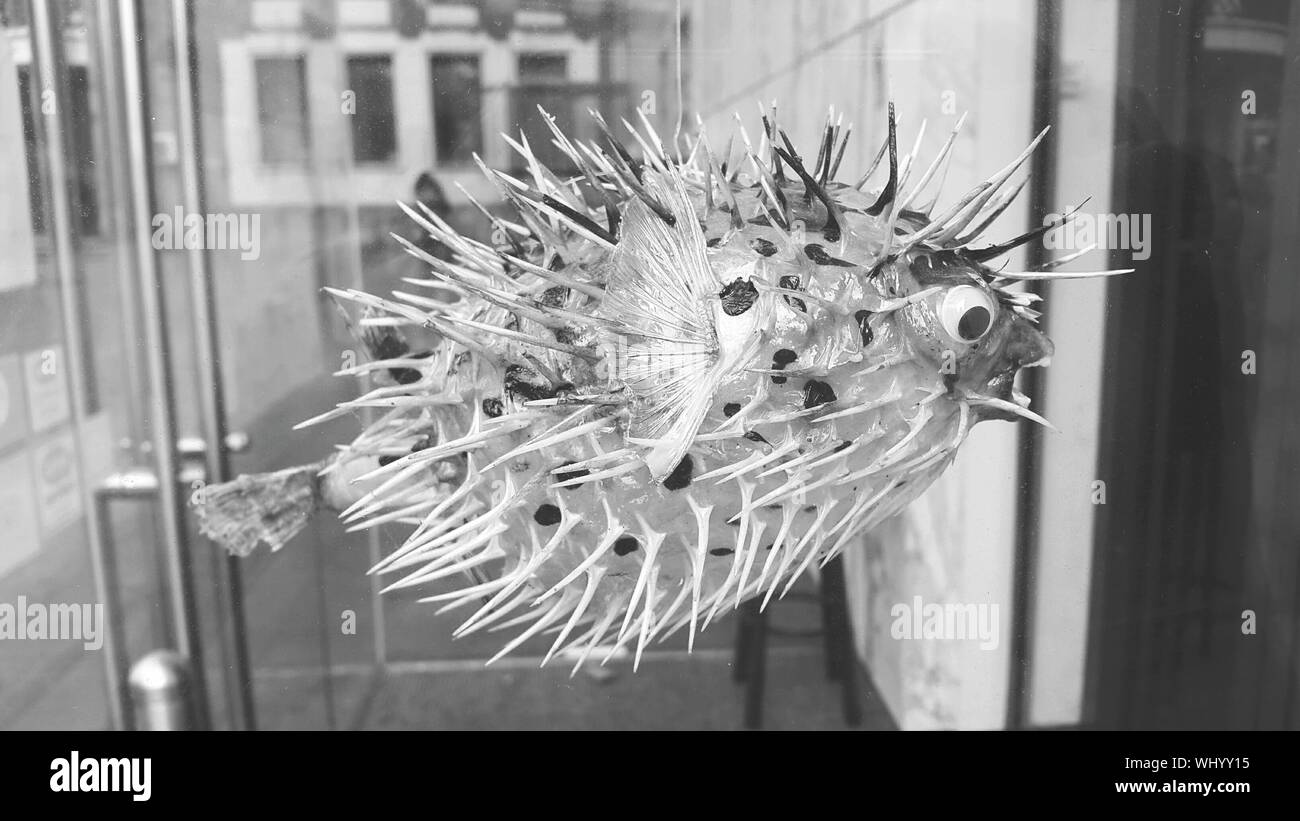 Spiked fish hi-res stock photography and images - Alamy
