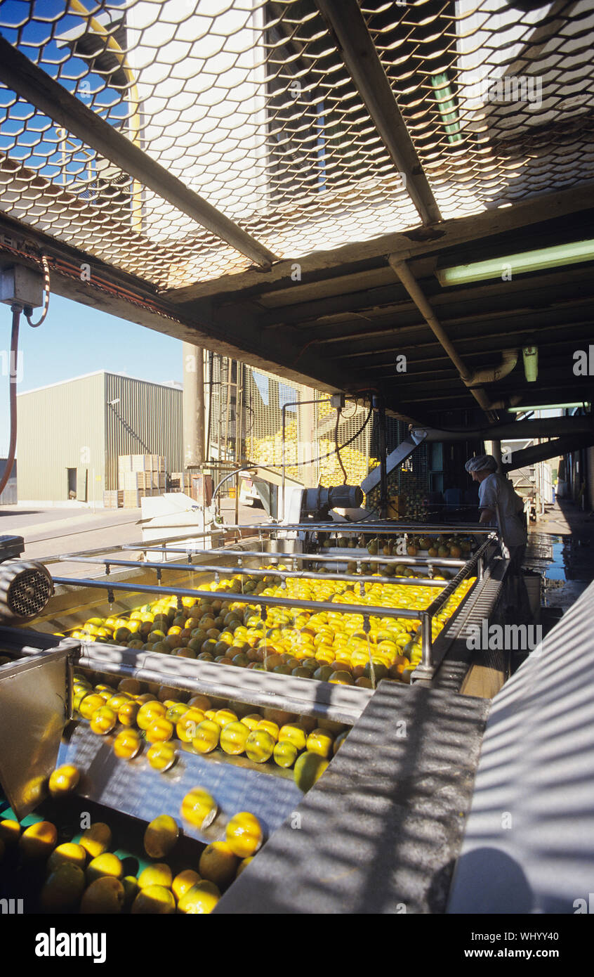 Process of washing fruit hi-res stock photography and images - Alamy