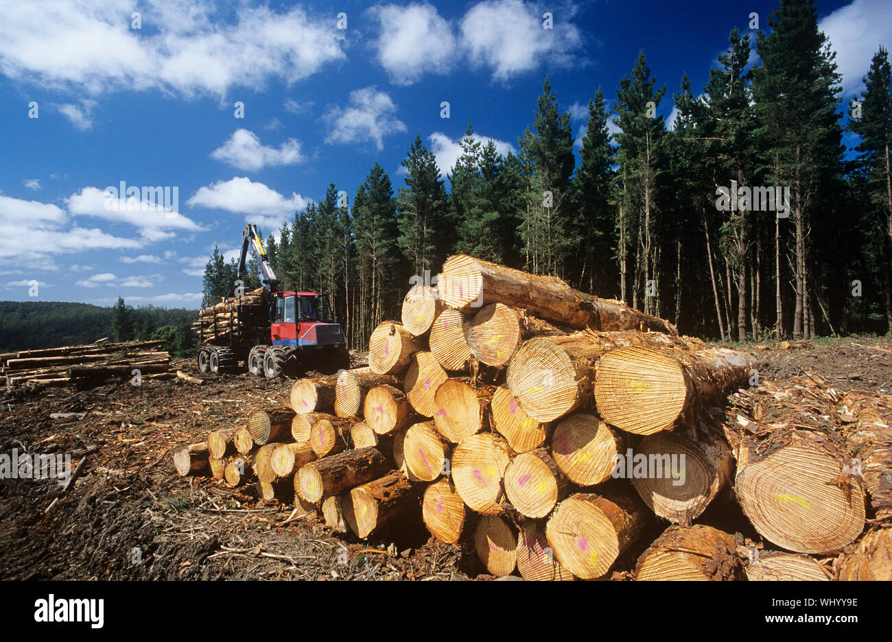 Plantation Eucalyptus (bluegum) trees being woodchipped for export ...