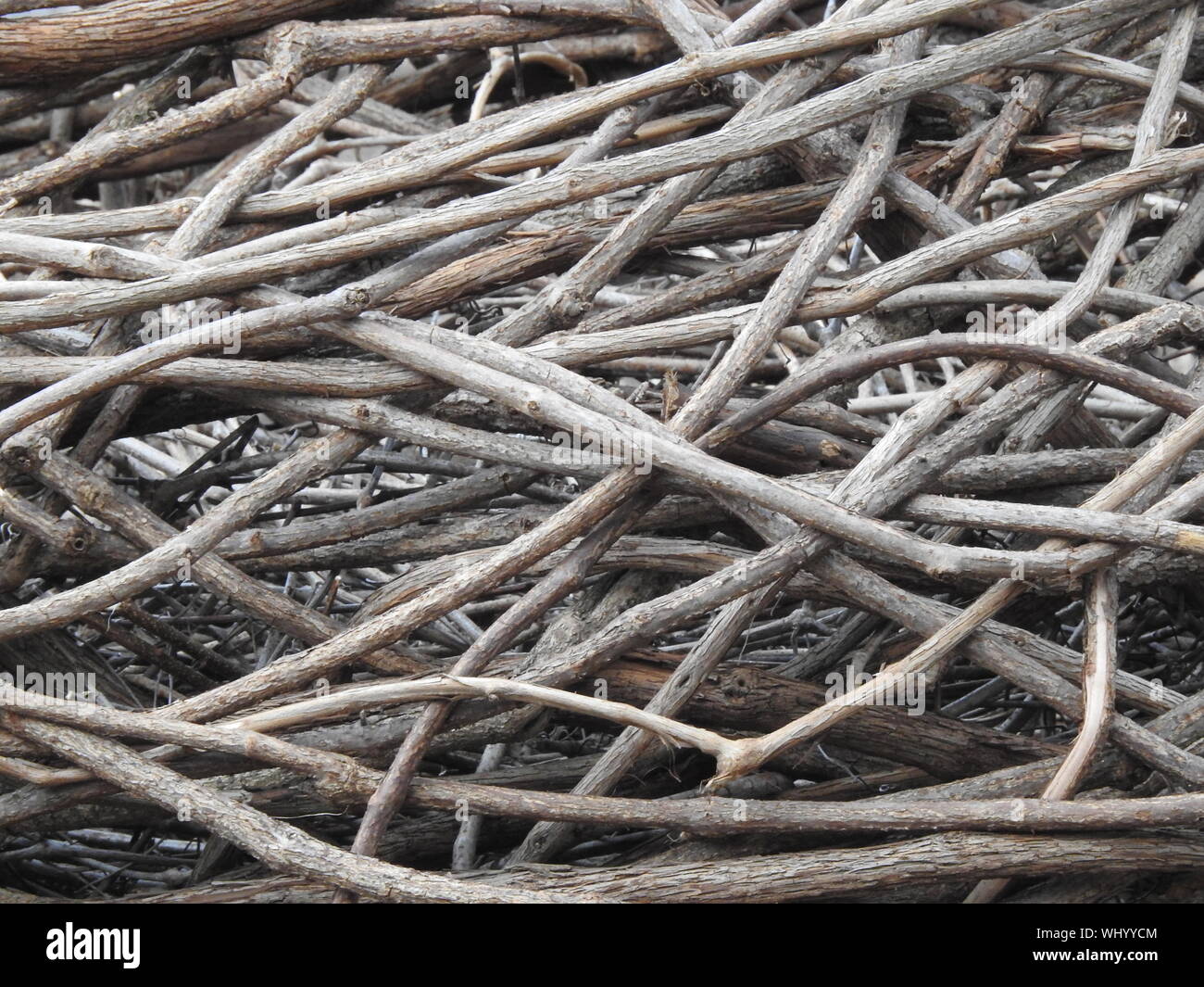 Full twigs hi-res stock photography and images - Alamy