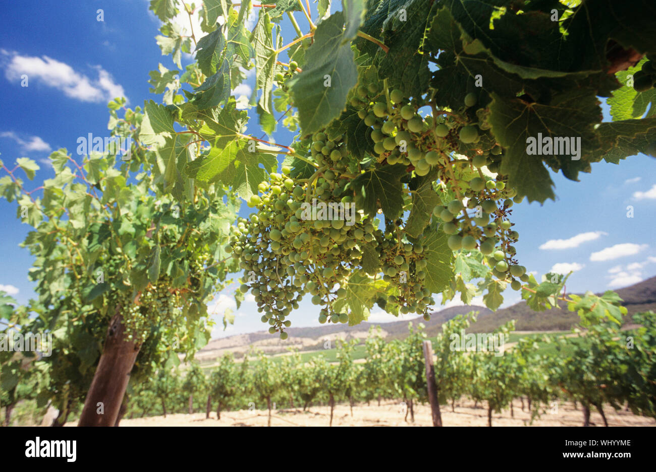 Wine grapes on vines, Central Victoria, Australia Stock Photo - Alamy