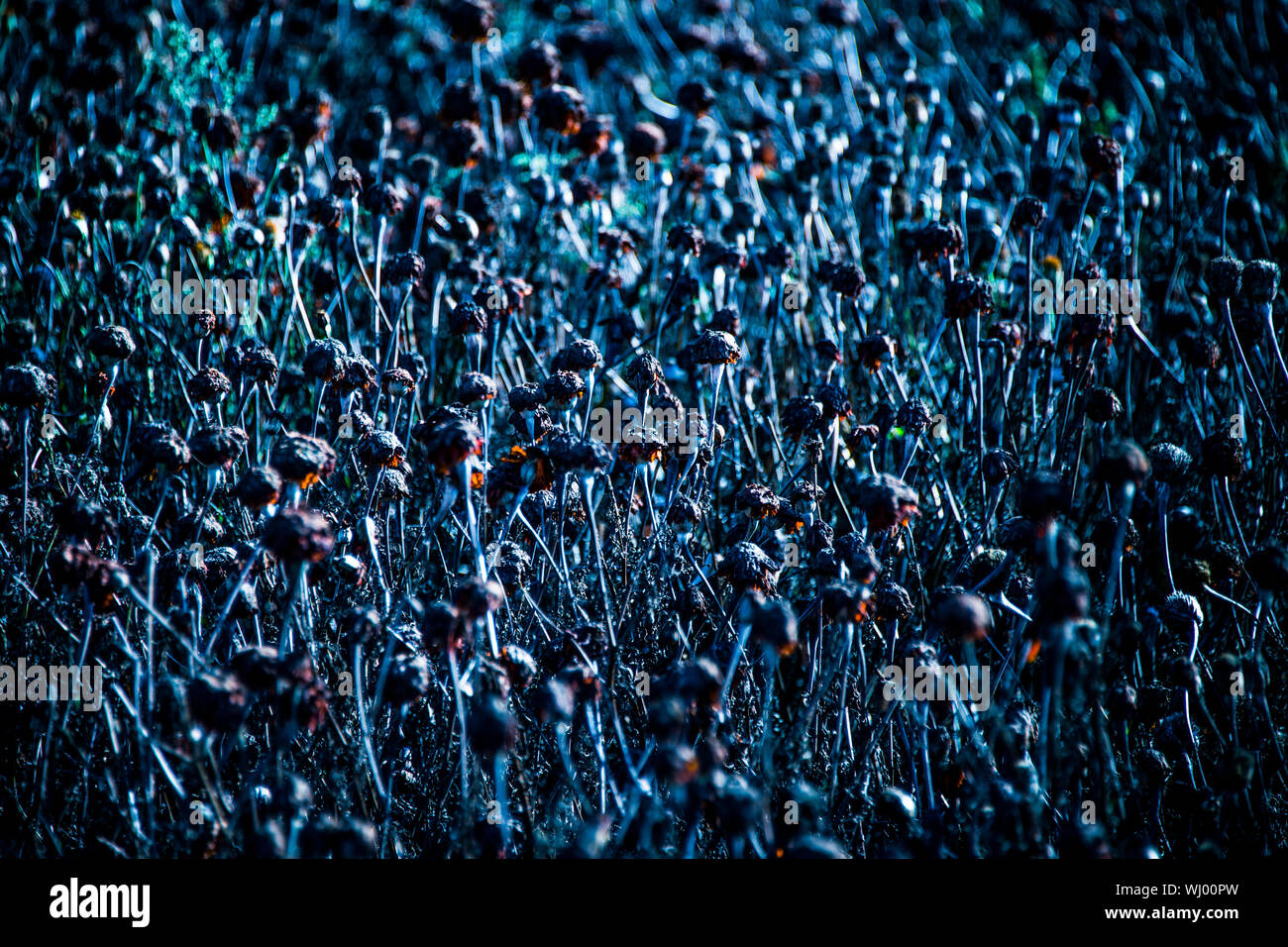 Dead poppy flowers hi-res stock photography and images - Alamy