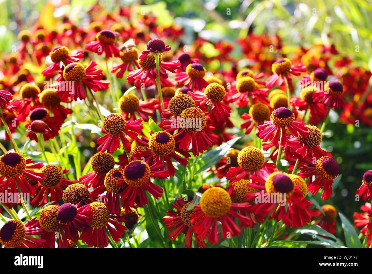 Heleniums hi-res stock photography and images - Alamy