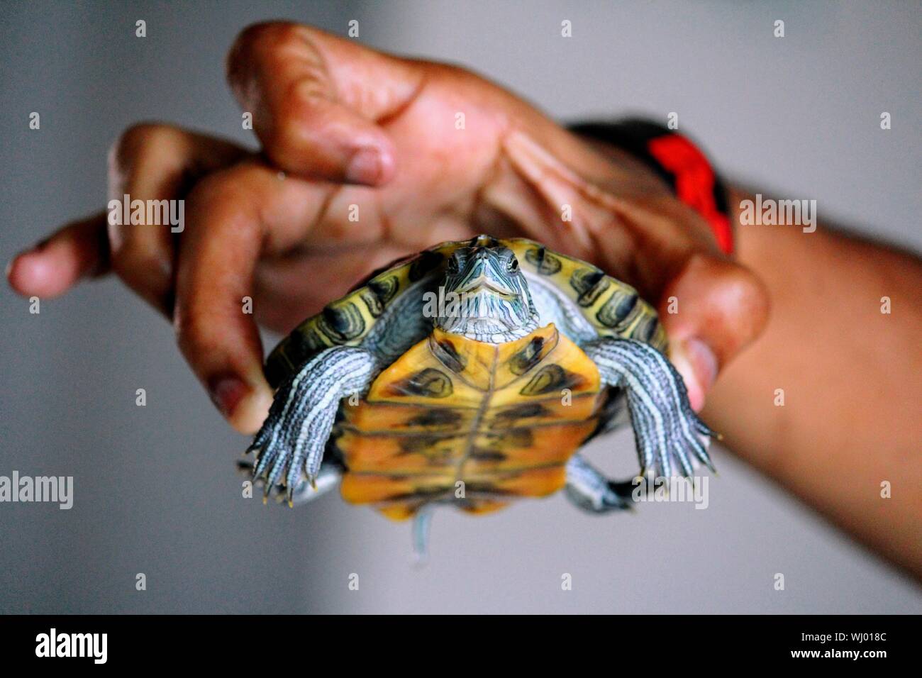 Man holding turtle hi-res stock photography and images - Alamy