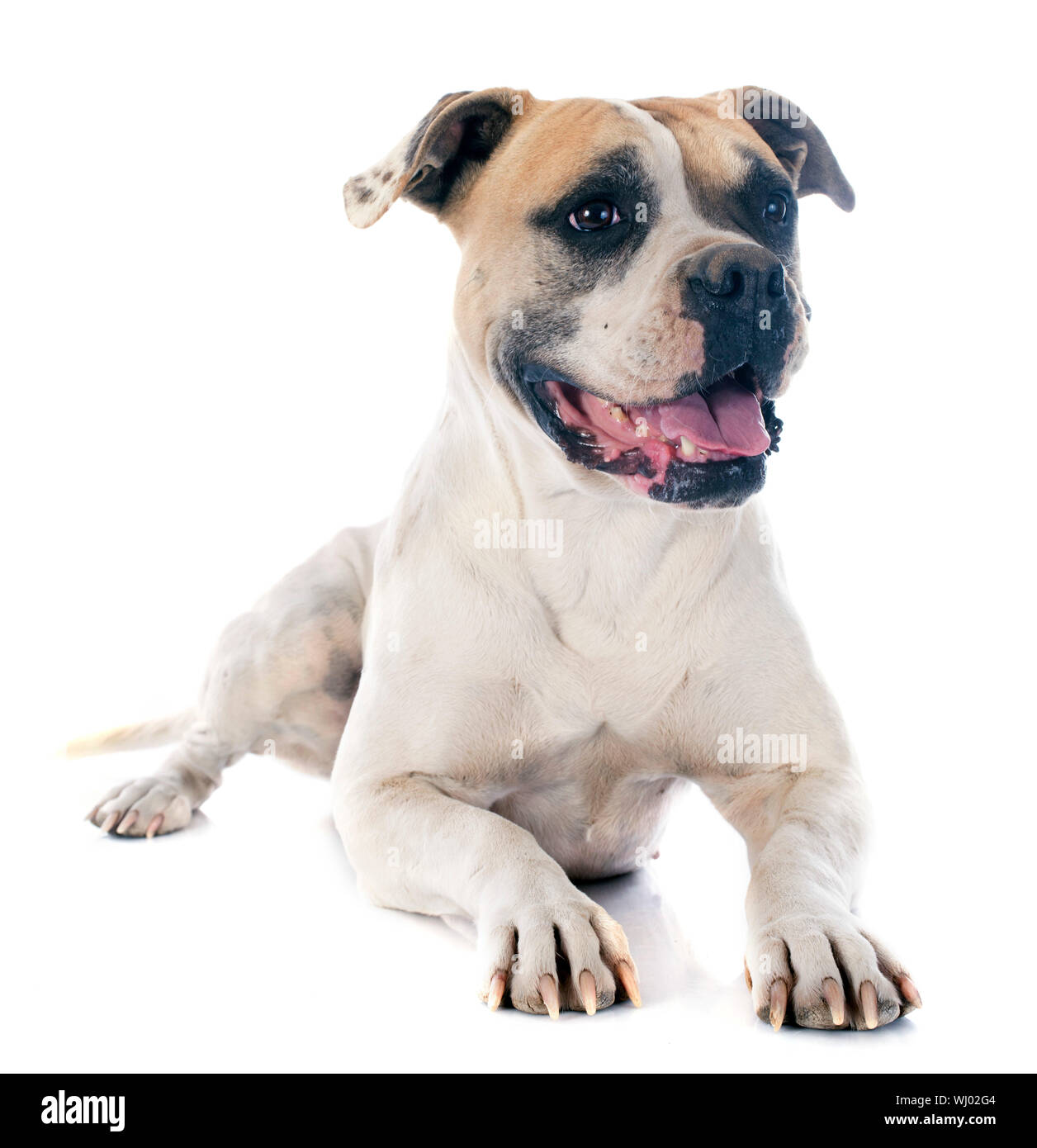 american bulldog in front of white background Stock Photo - Alamy