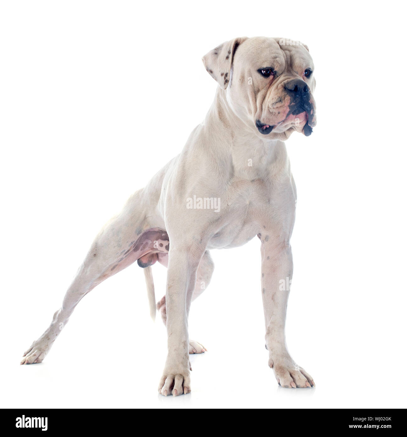 american bulldog in front of white background Stock Photo - Alamy