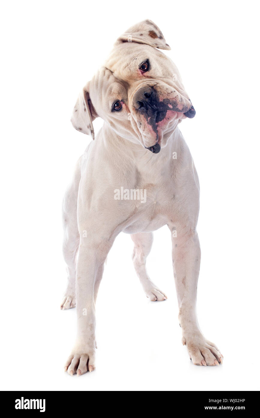 american bulldog in front of white background Stock Photo - Alamy