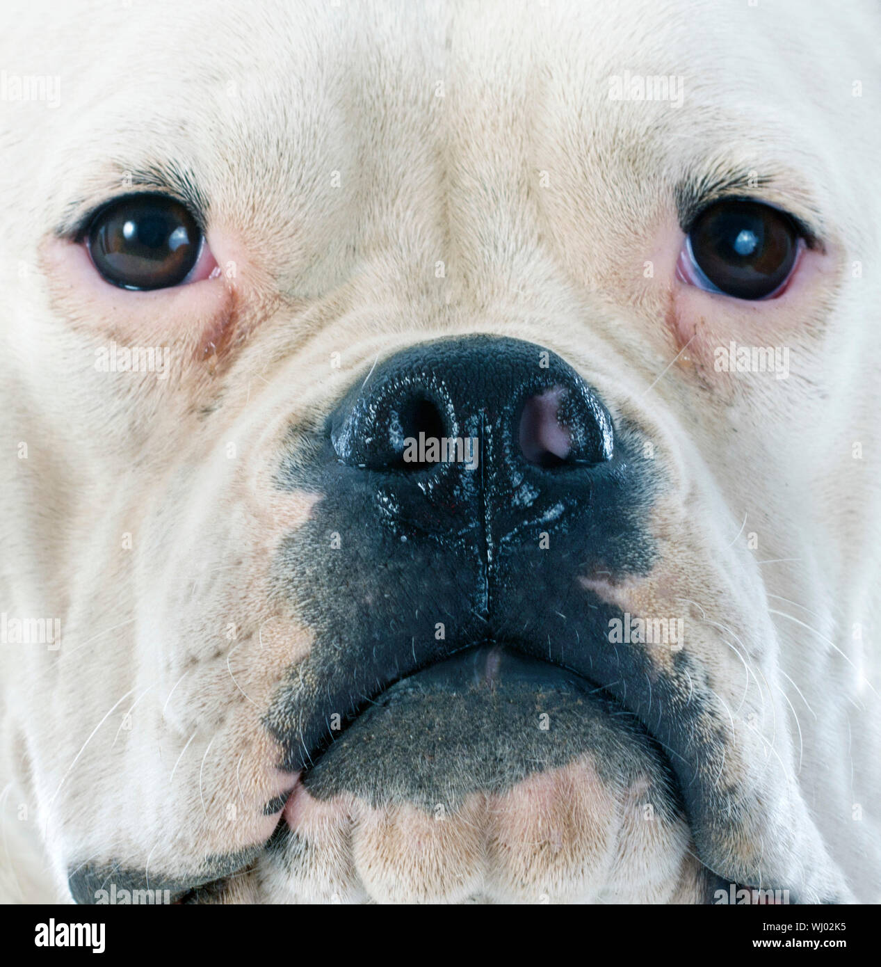 american bulldog in front of white background Stock Photo - Alamy
