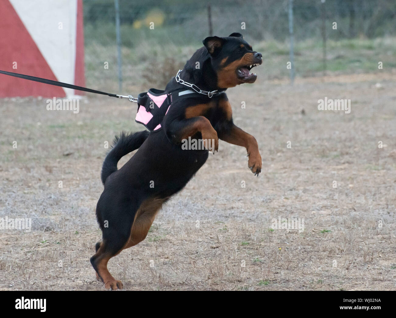 Are Rottweiler Dogs Aggressive