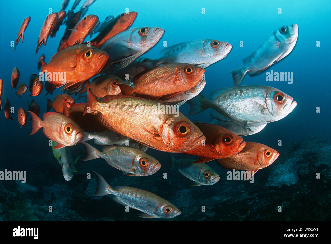 Mozambique, Indian Ocean, school of crescent-tail bigeyes (Priacanthus ...