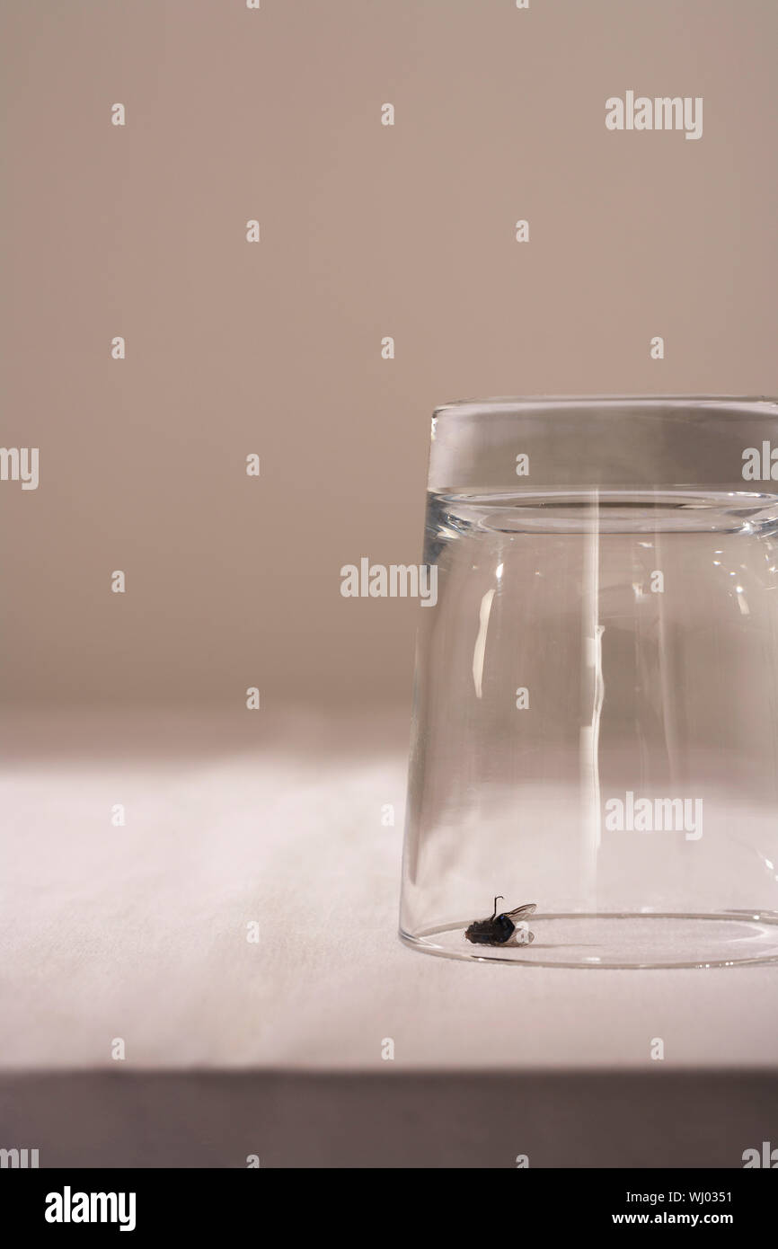 Fly under glass on table Stock Photo - Alamy