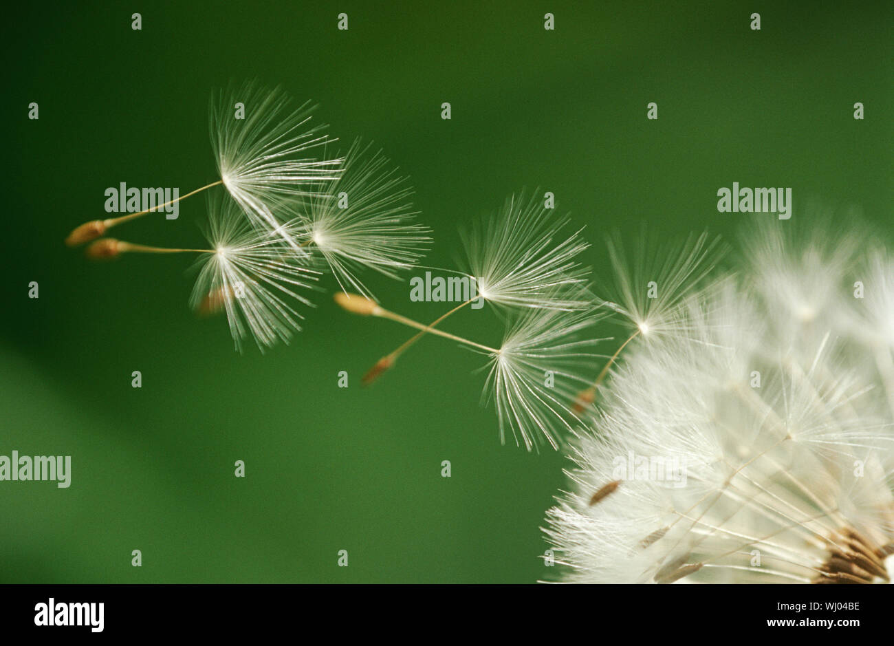 Dandelion seeds flying, extreme close up Stock Photo - Alamy