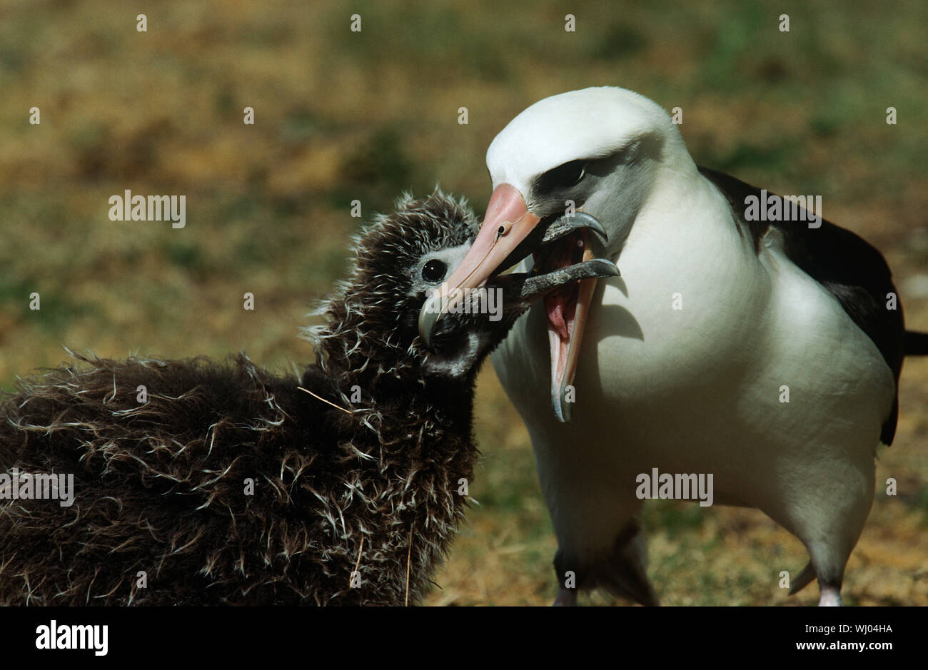 Laysan Albatross (Phoebastria immutabilis) feeding nestling Stock Photo ...