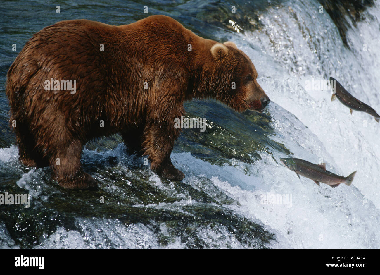 Canada, grizzly bear standing in river looking at salmon Stock Photo ...