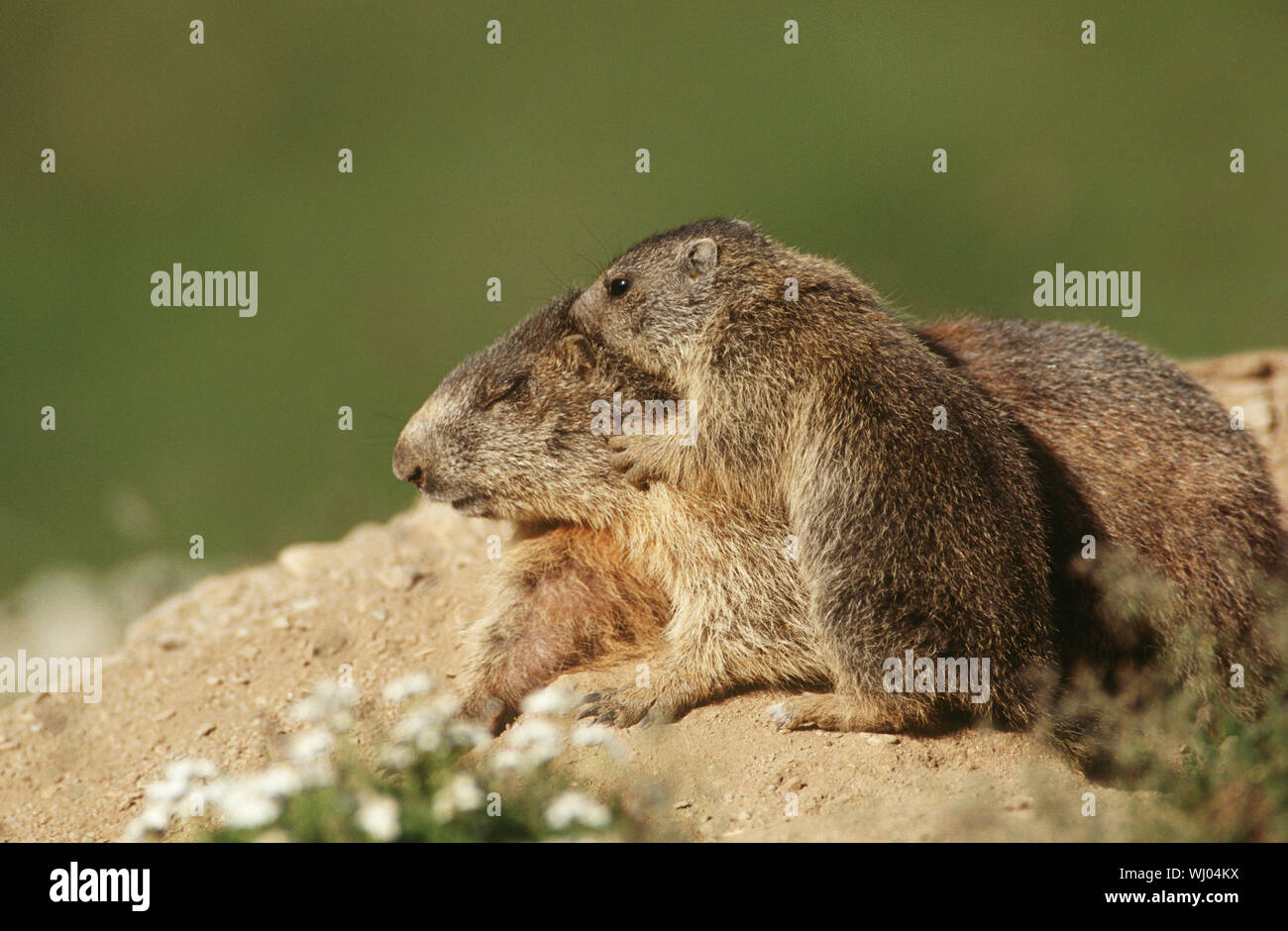 Female Marmot with cub Stock Photo - Alamy