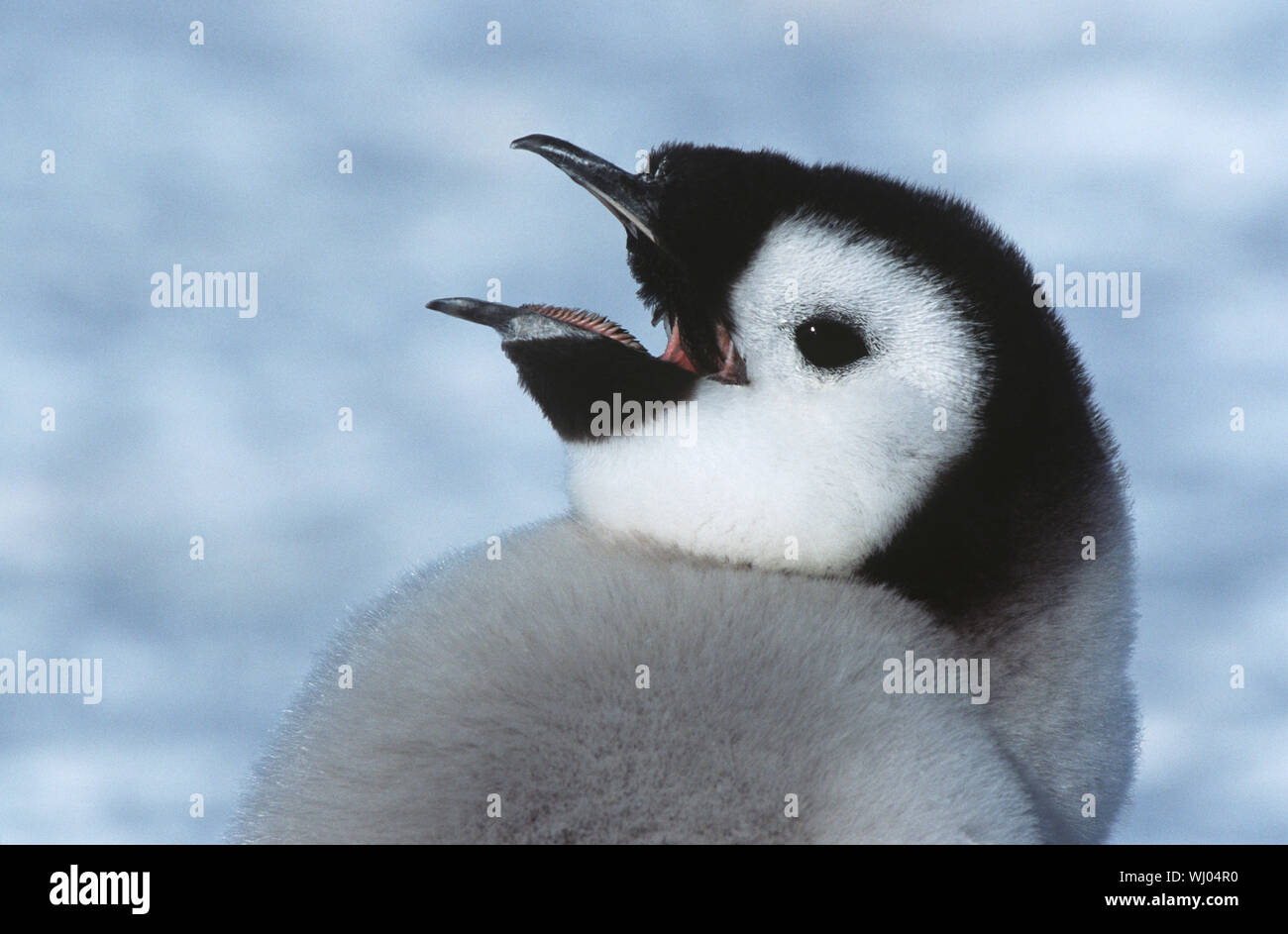 Penguin open beak close up hi-res stock photography and images - Alamy