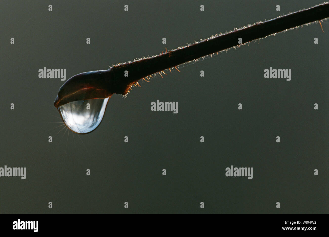 End of twig hi-res stock photography and images - Alamy