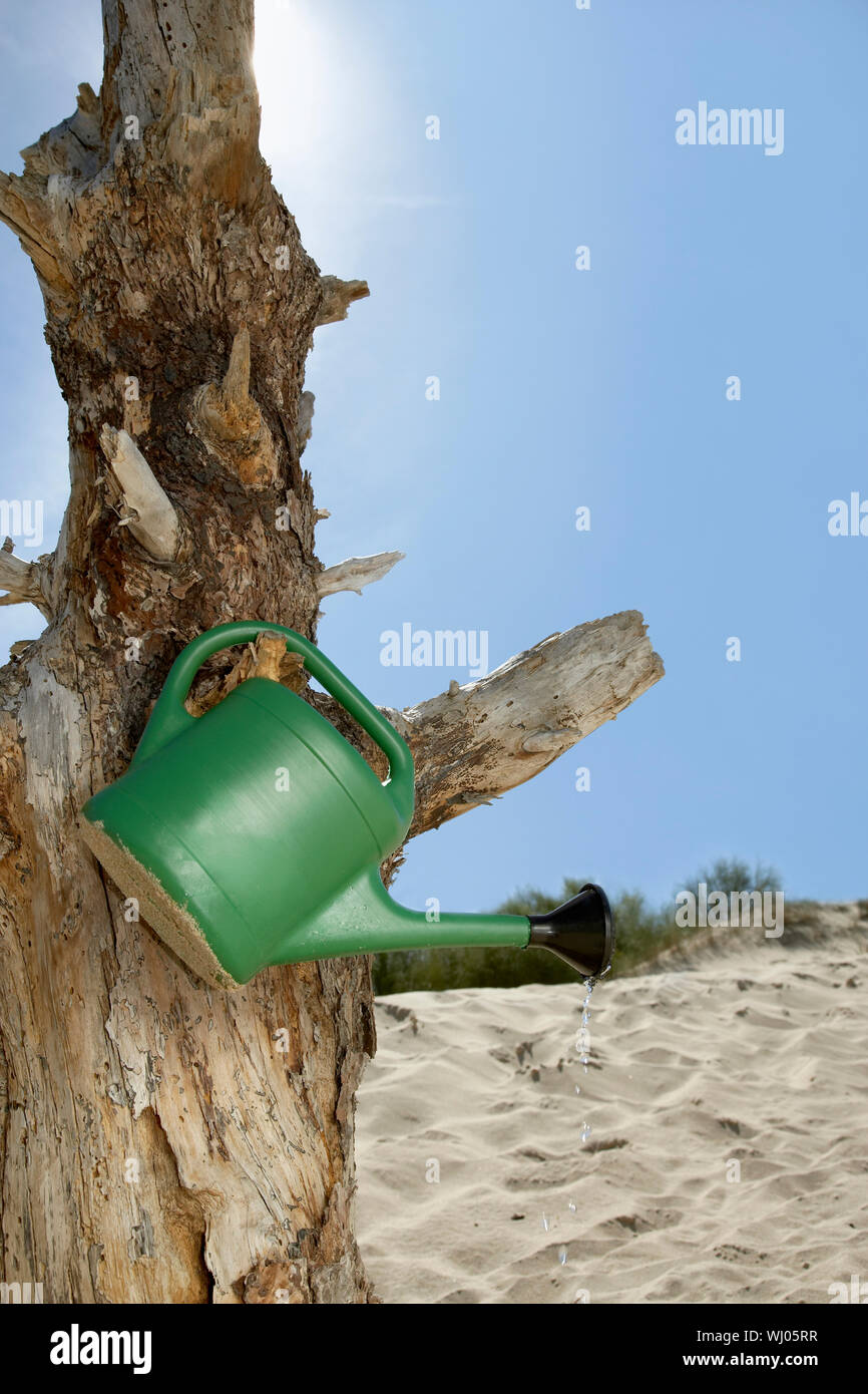 Watering can hanging on dead tree at beach Stock Photo - Alamy