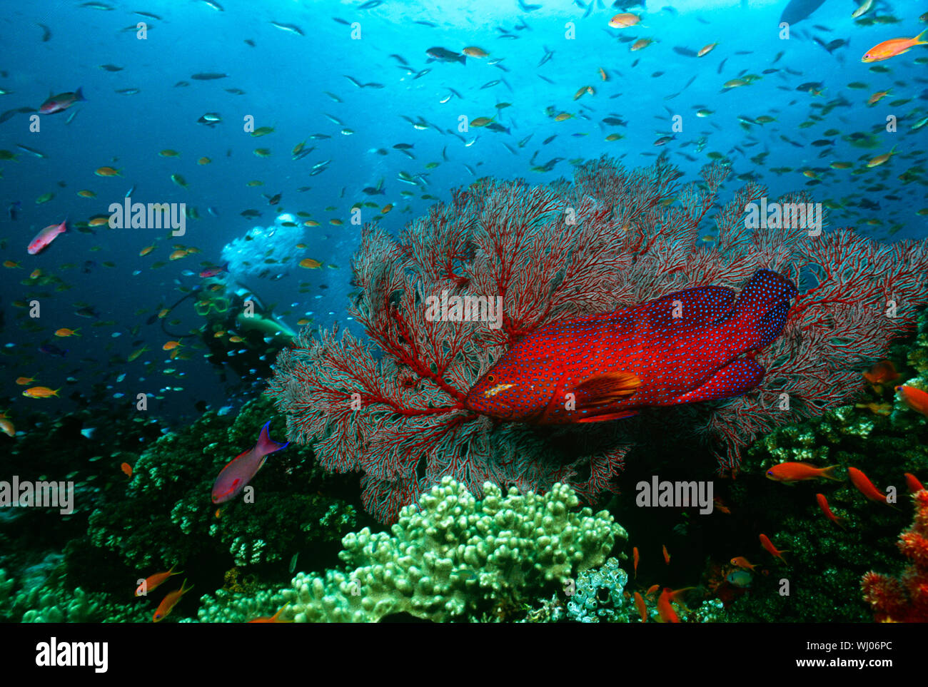 Underwater scene grouper fish swimming hi-res stock photography and ...