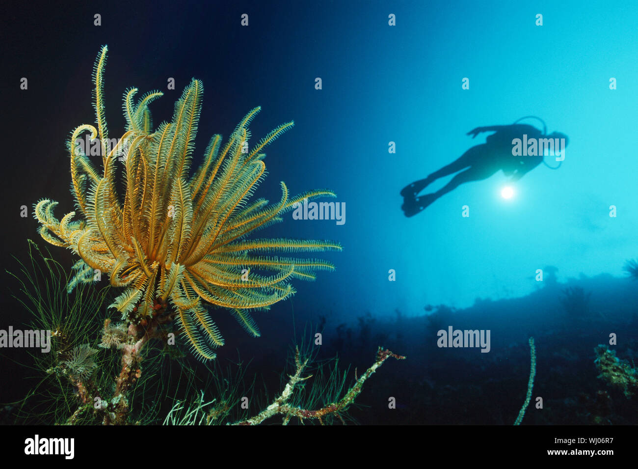 Feather star swimming hi-res stock photography and images - Alamy