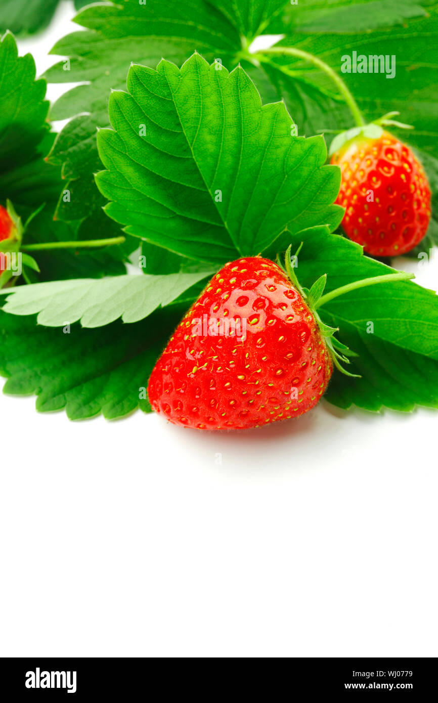 Strawberry with leaves isolated on white background Stock Photo - Alamy