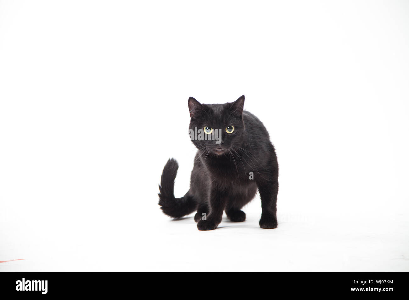 black cat on white background Stock Photo - Alamy