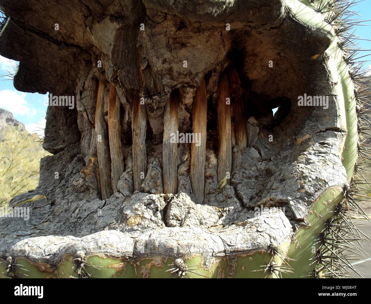Cactus death hi-res stock photography and images - Alamy