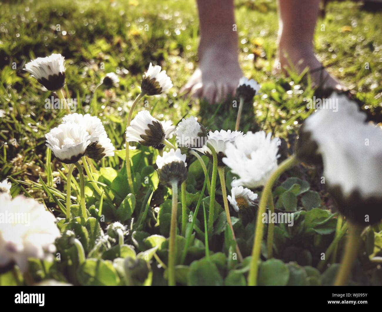 Flowers on feet hi-res stock photography and images - Alamy