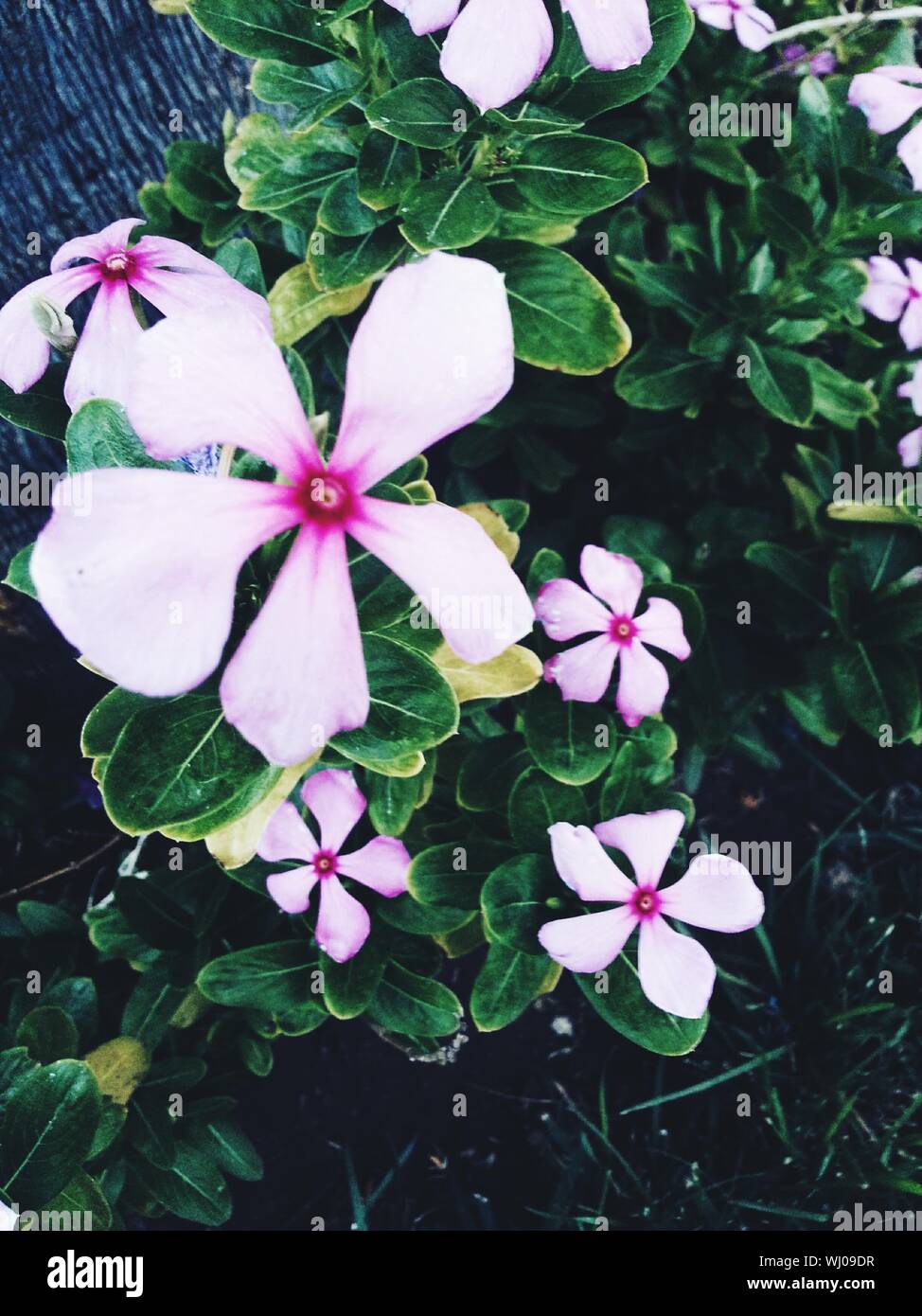 Periwinkle Color High Resolution Stock Photography and Images - Alamy