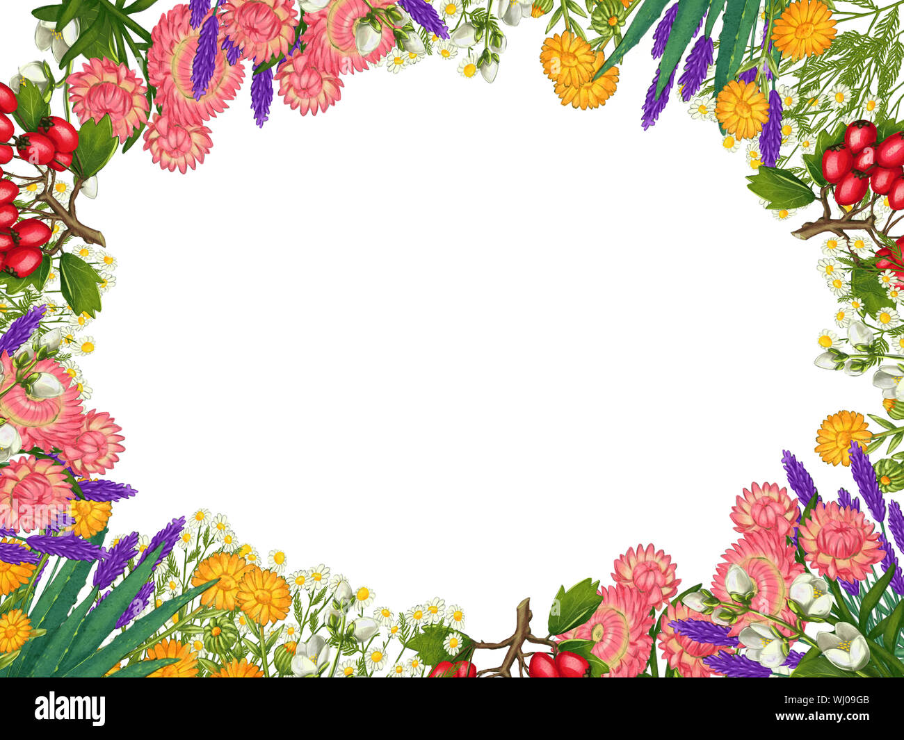 Hand drawn medicinal plant frame. Healing herbs border. isolated on ...