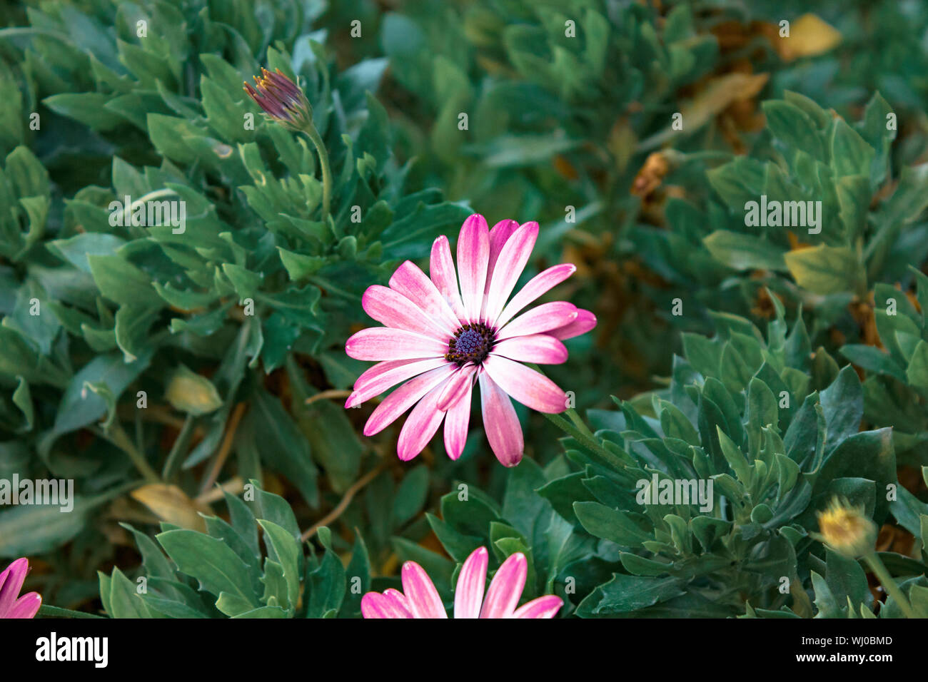 Letters made flowers grass hi-res stock photography and images - Alamy
