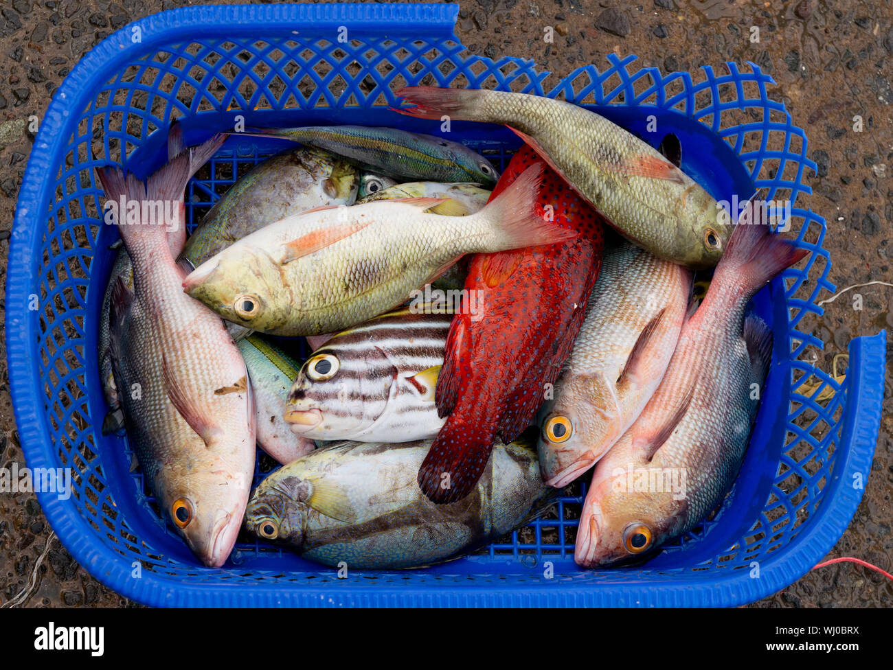 Mixed fish hi-res stock photography and images - Alamy