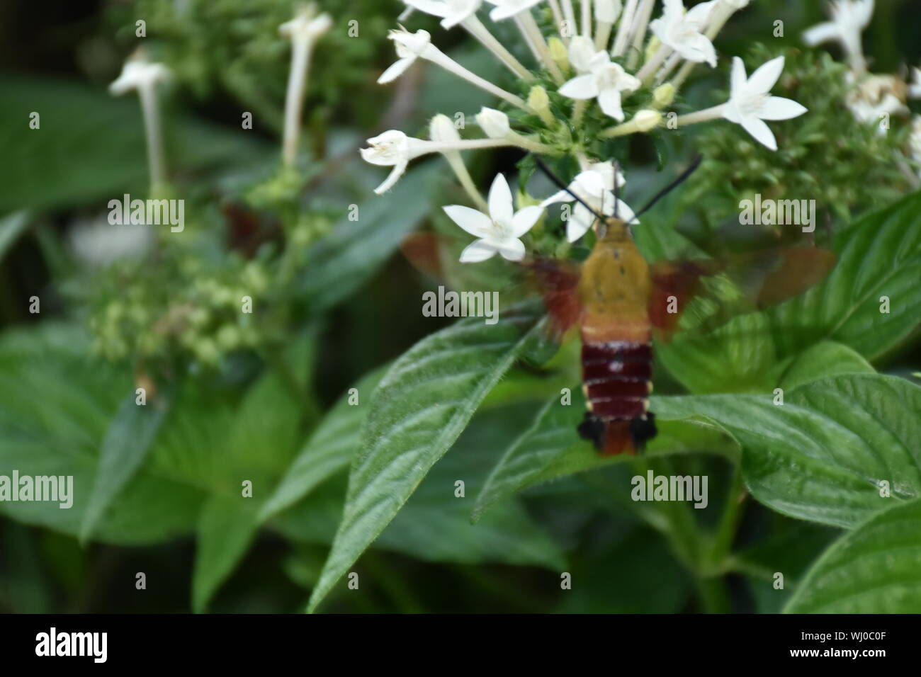 A closeup nature photograph of a Hummingbird Clearwing Moth feeding on ...