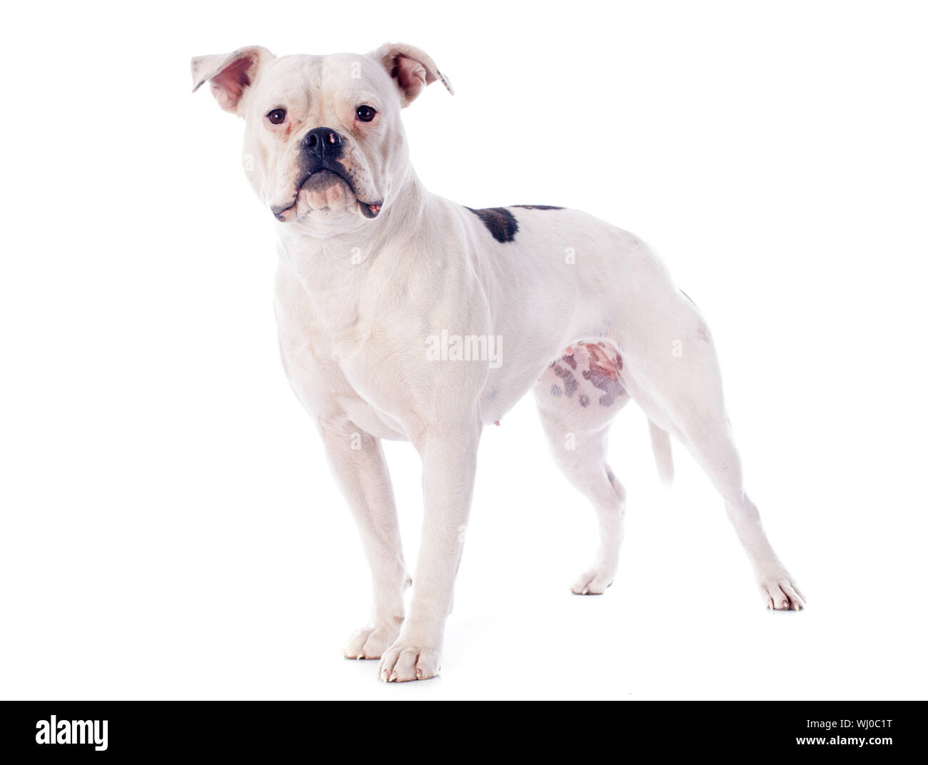american bulldog in front of white background Stock Photo - Alamy
