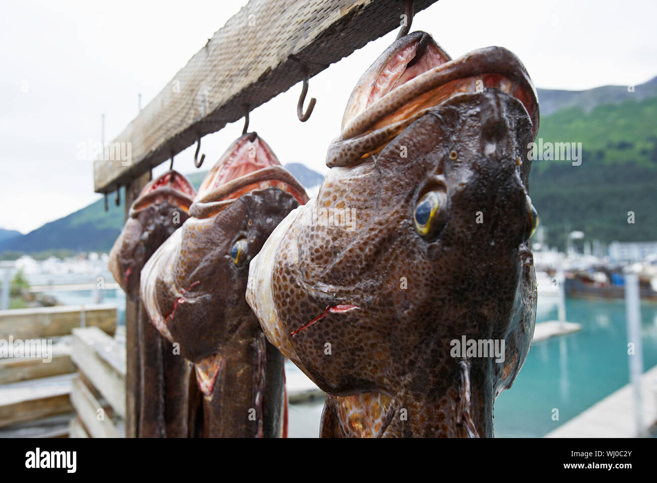 Ling cod hi-res stock photography and images - Alamy