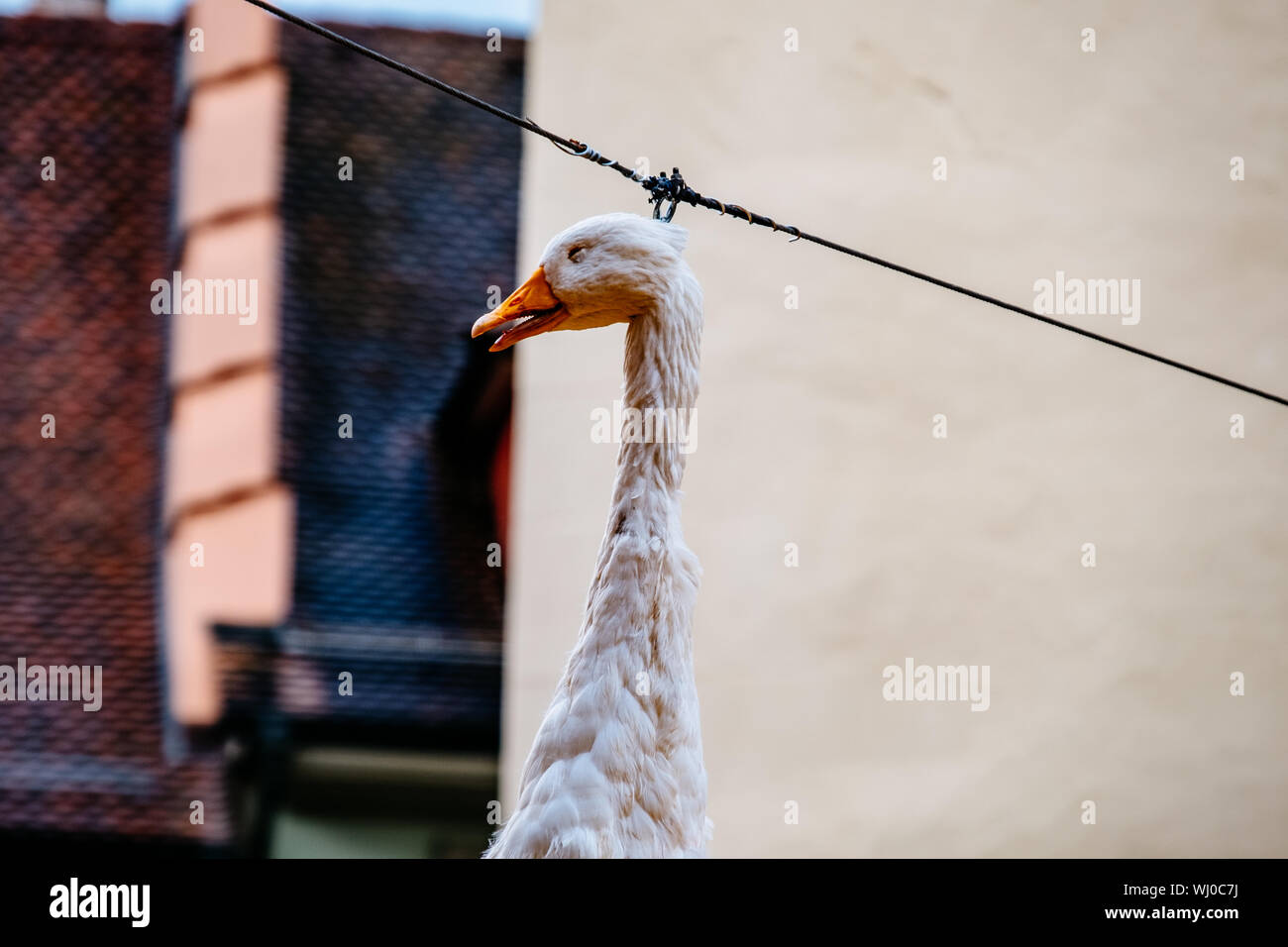 Beak rope hi-res stock photography and images - Alamy