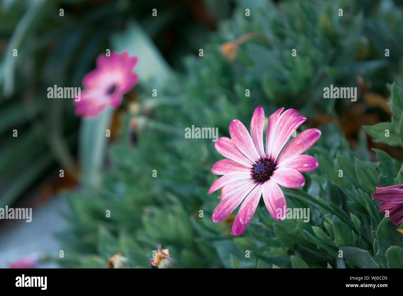 beautiful flower on the nature garden Stock Photo - Alamy