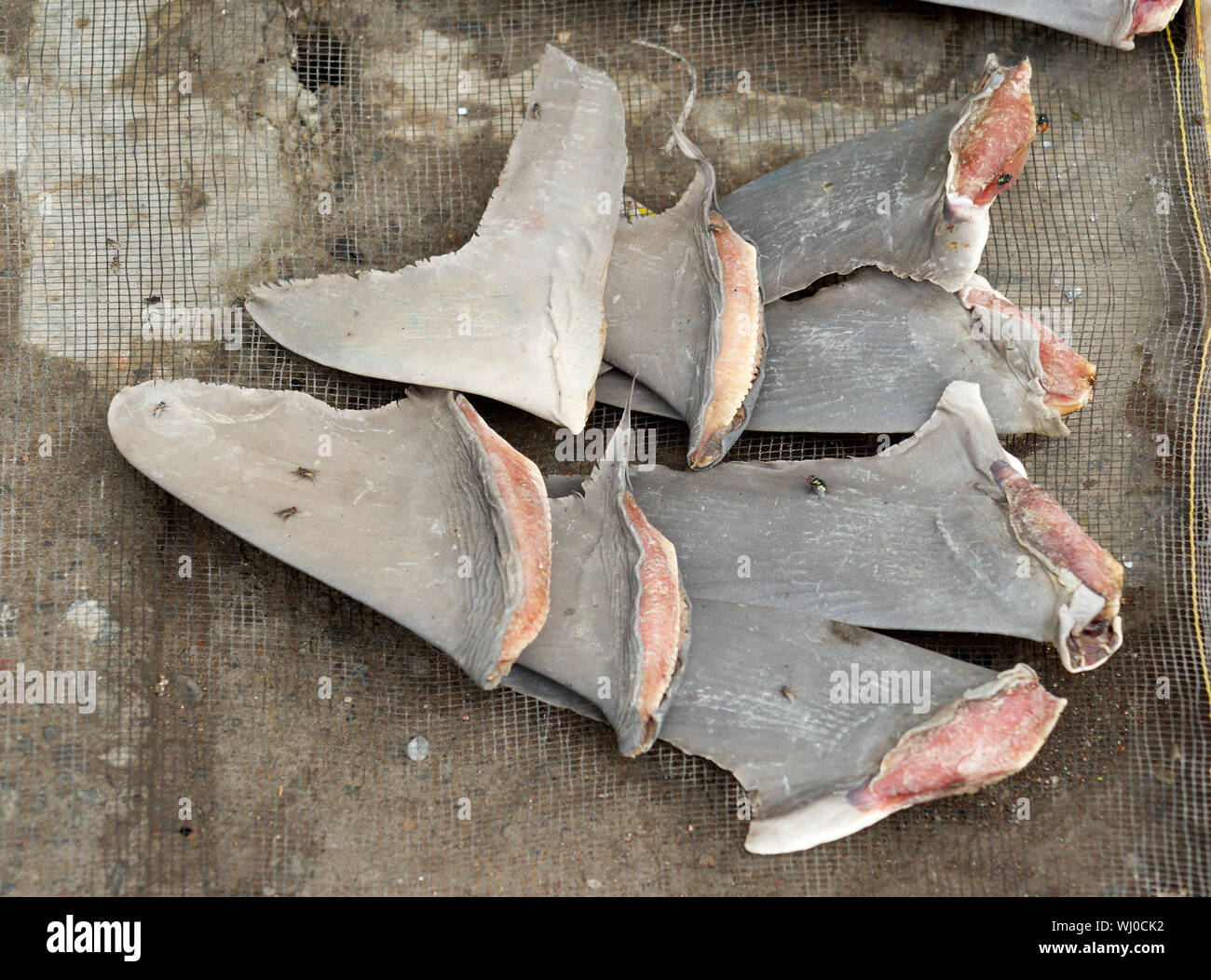 Shark fins and tails drying, Paotere, Makassar, Sulawesi, Indonesia ...