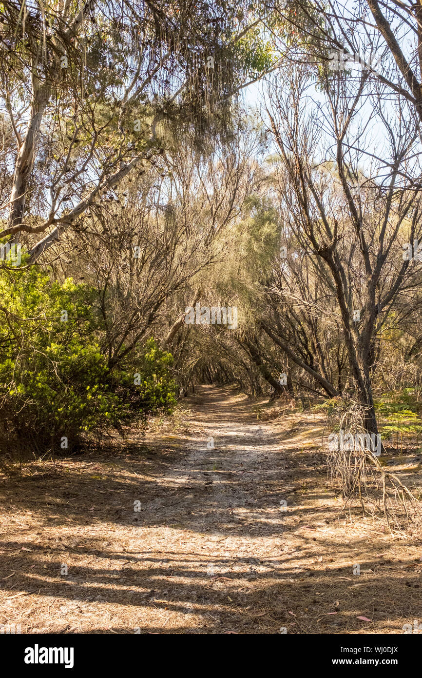 Hiking trail through native bushland, Maria Island, Tasmania, Australia ...